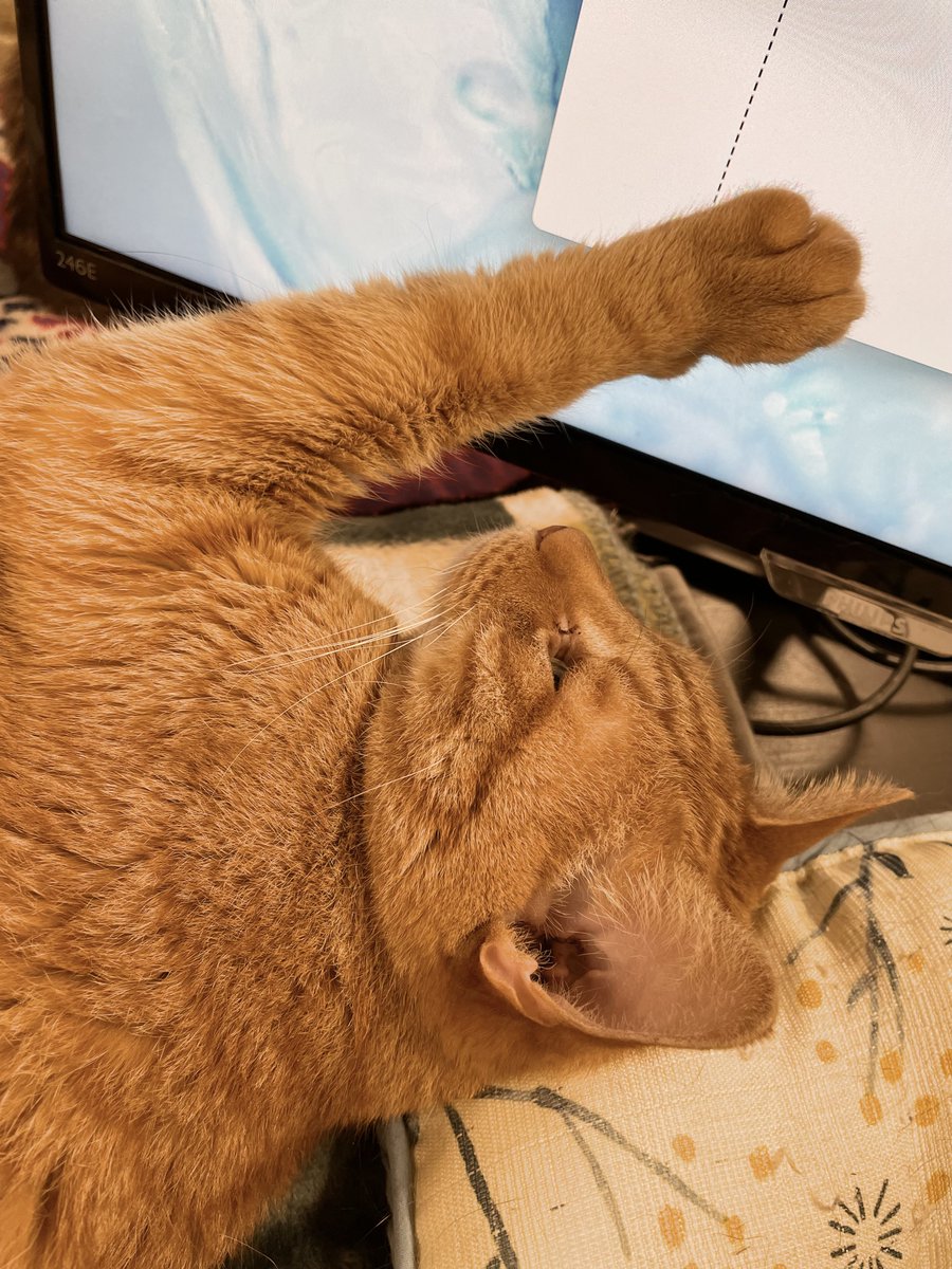 猫のいる職場がうらやまし過ぎる！猫だらけの職場qnoteが話題に - cureco beta