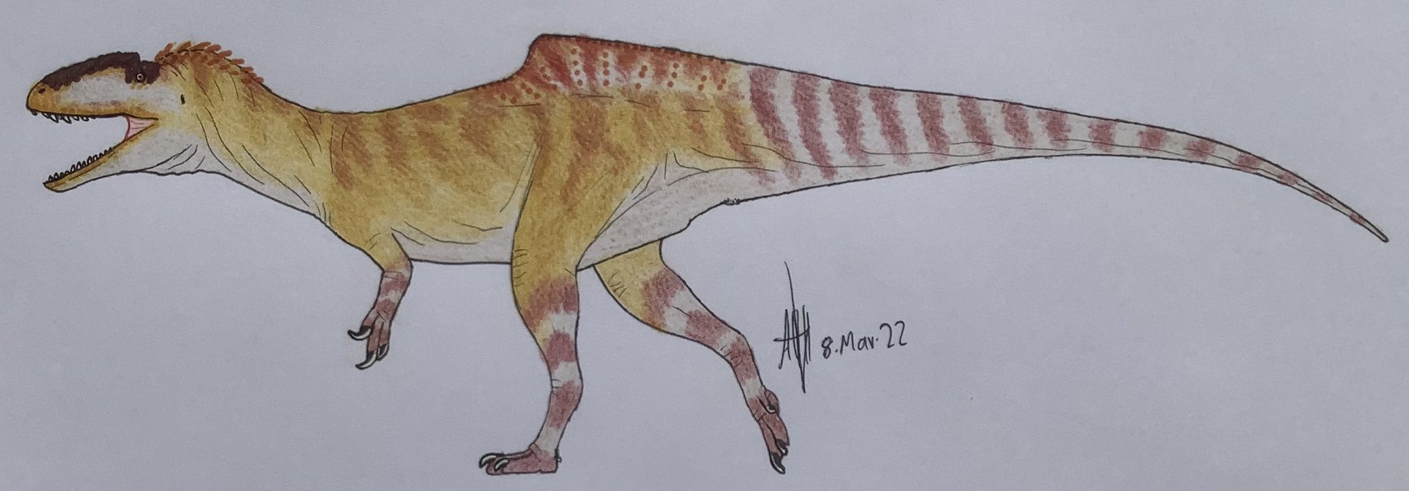 Concavenator Skeleton