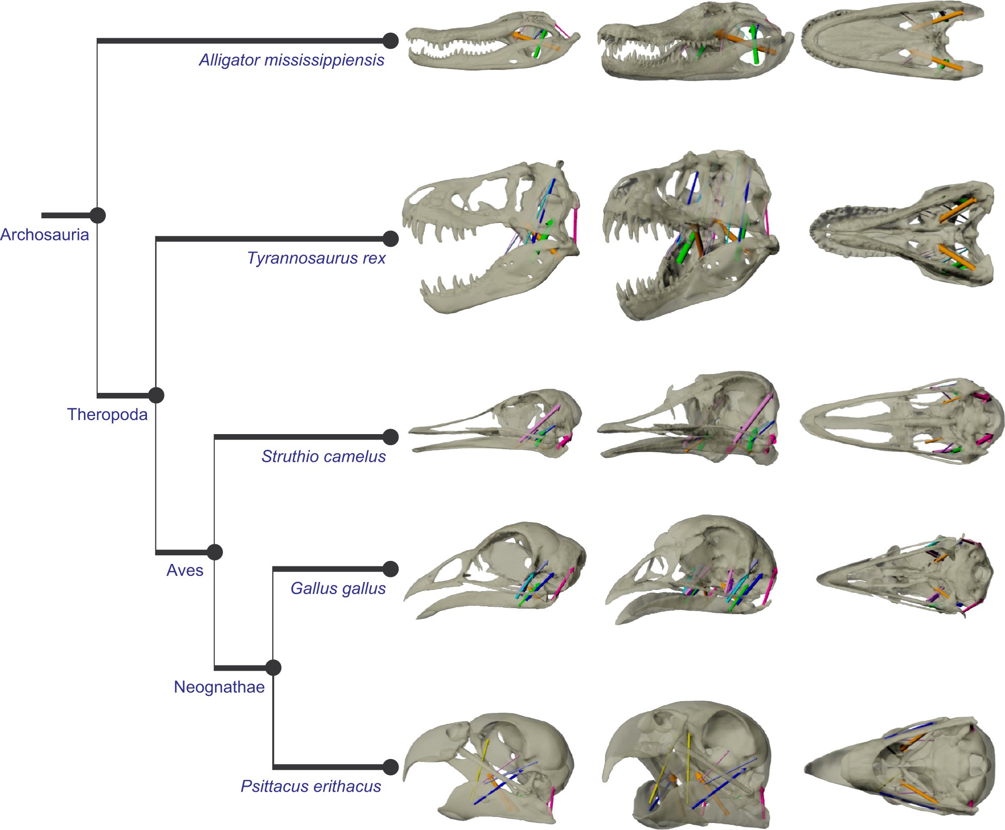 Crocodile Muscle Anatomy