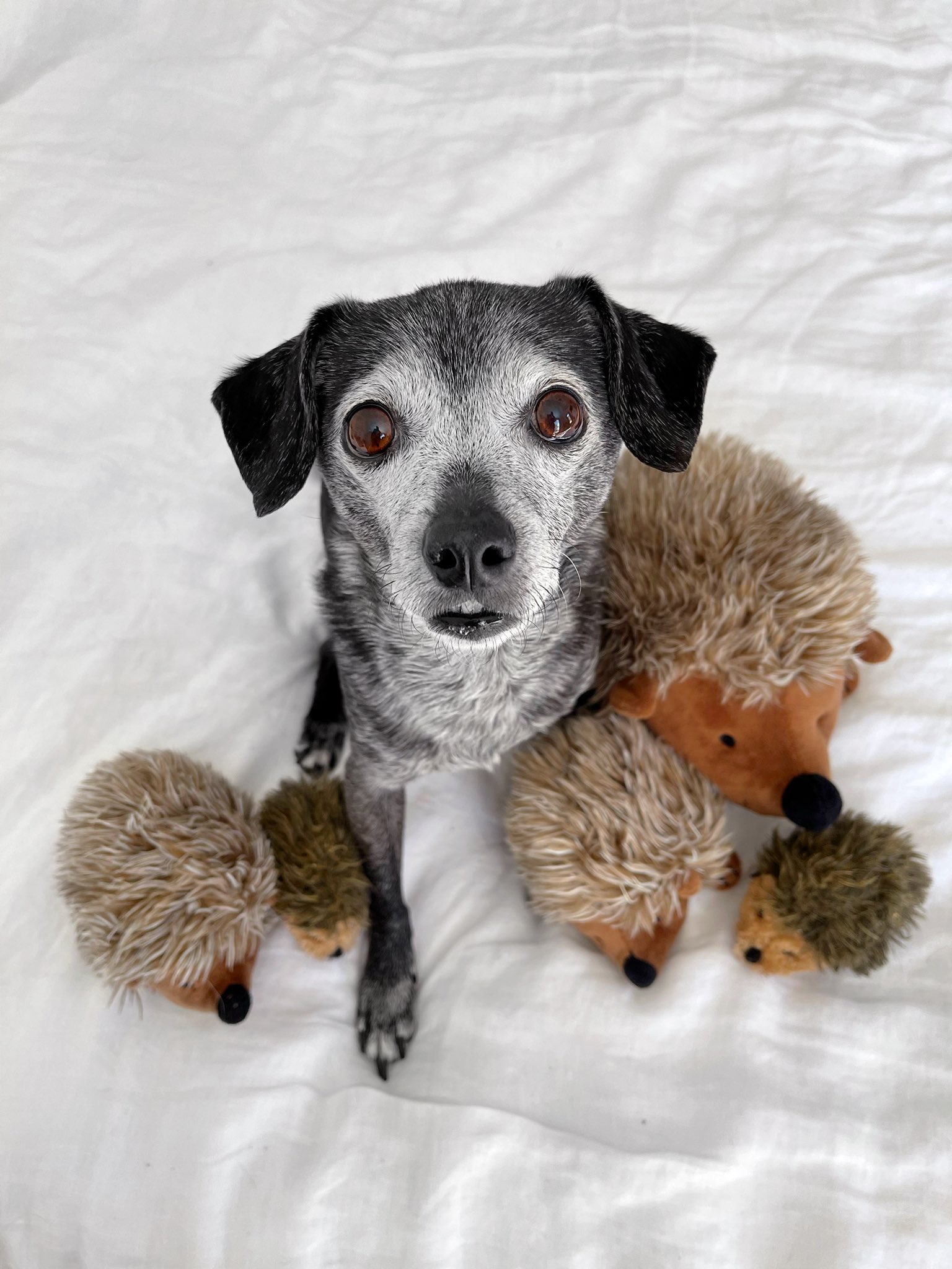 Hedgehog And Dog Friends