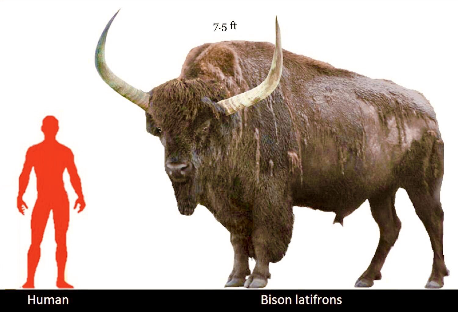 World Record Bison