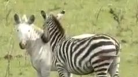 Leucistic Zebra