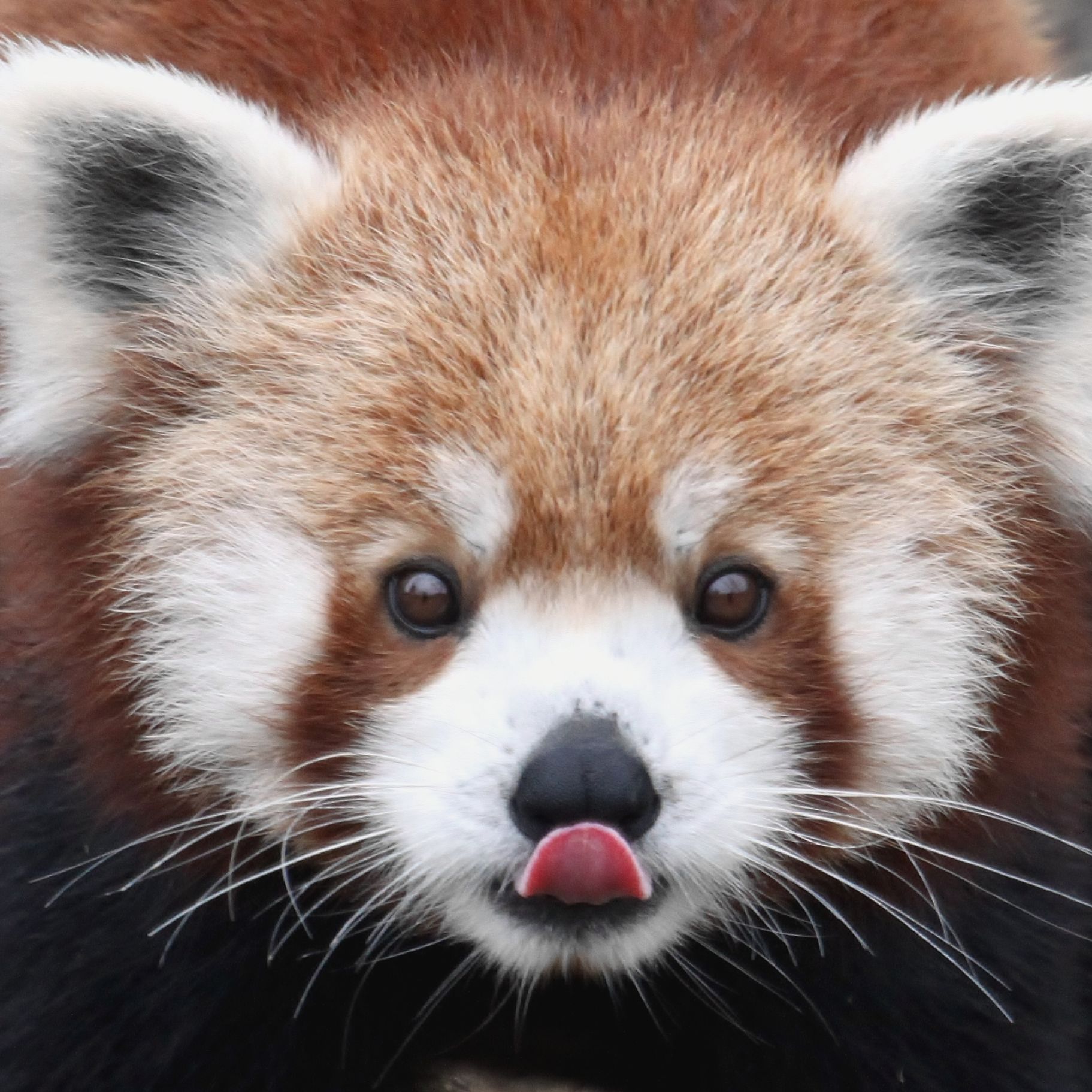 Red Panda Face Close Up