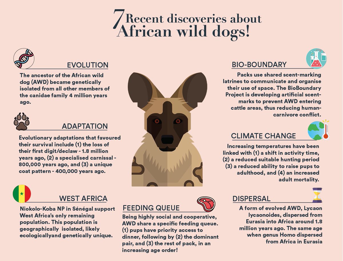 African Wild Dog Pet