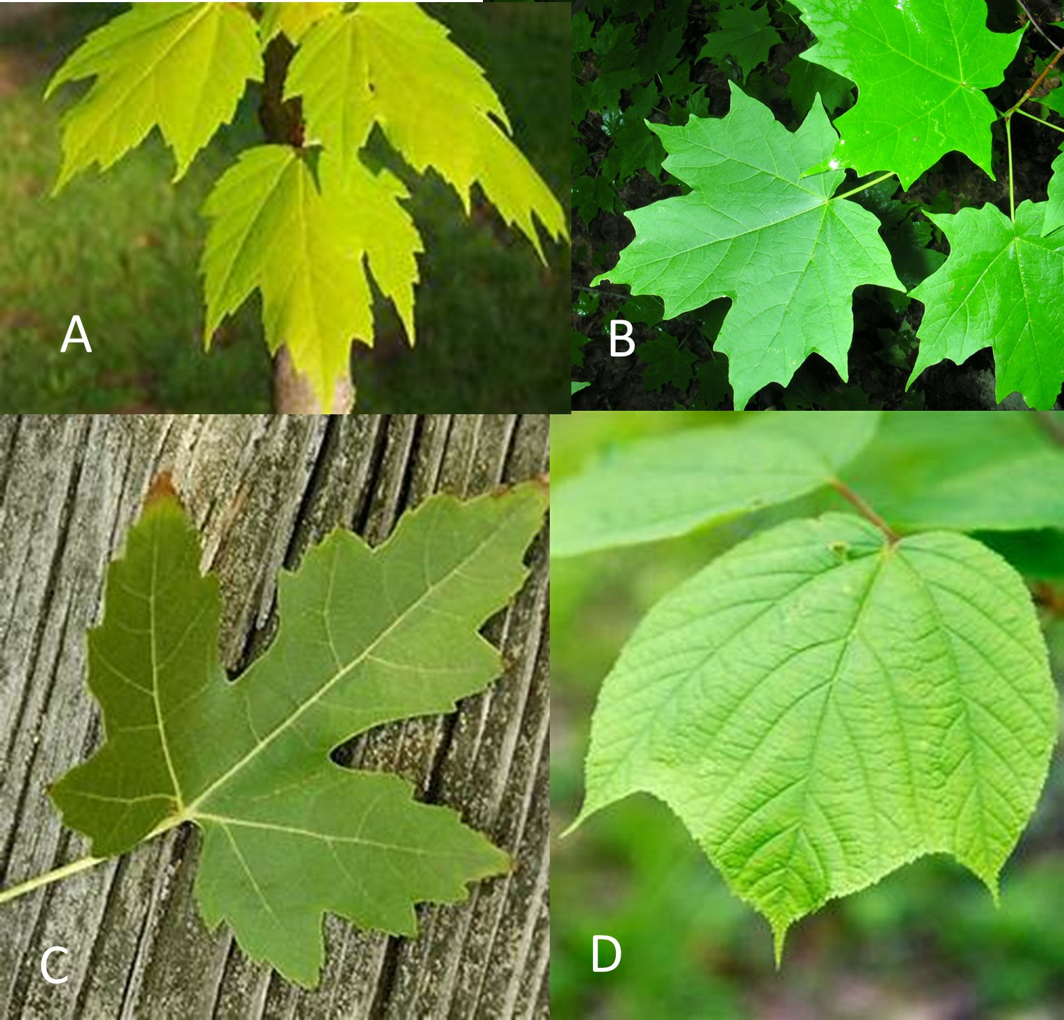 Red Maple Leaf Identification
