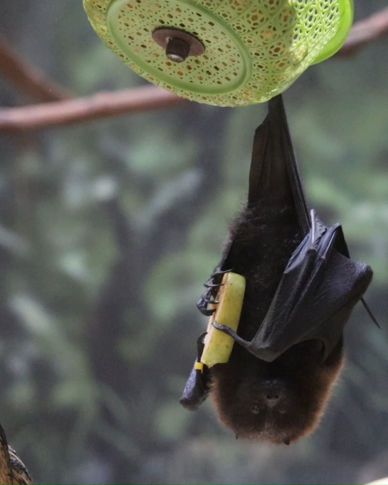 Cute Fruit Bat