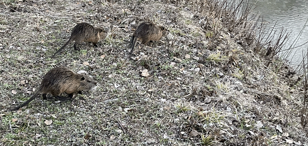 Hiroki Ando 安藤 弘樹(@Ando169) - Twilog (ツイログ)