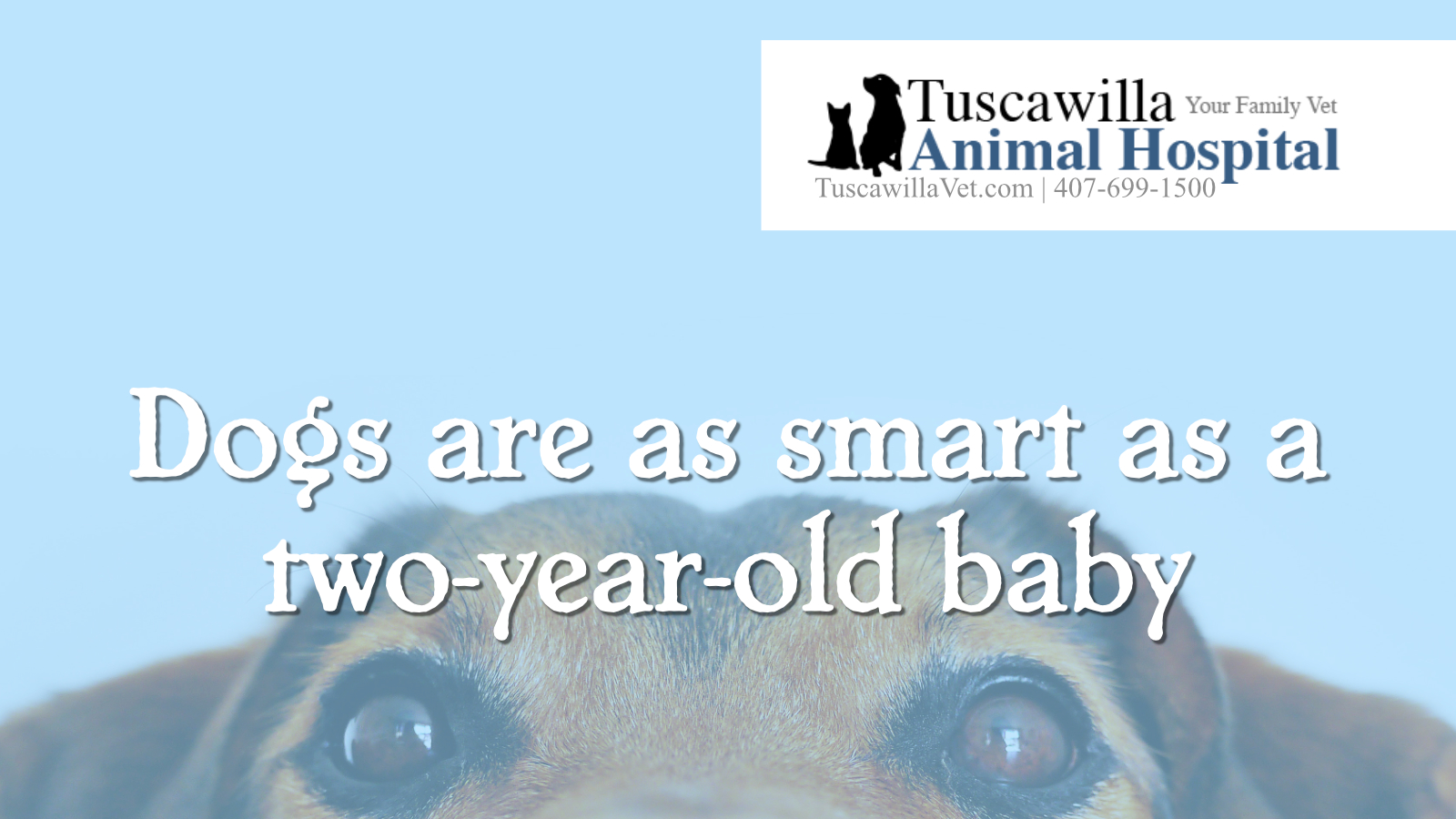 Are Seals As Smart As Dogs