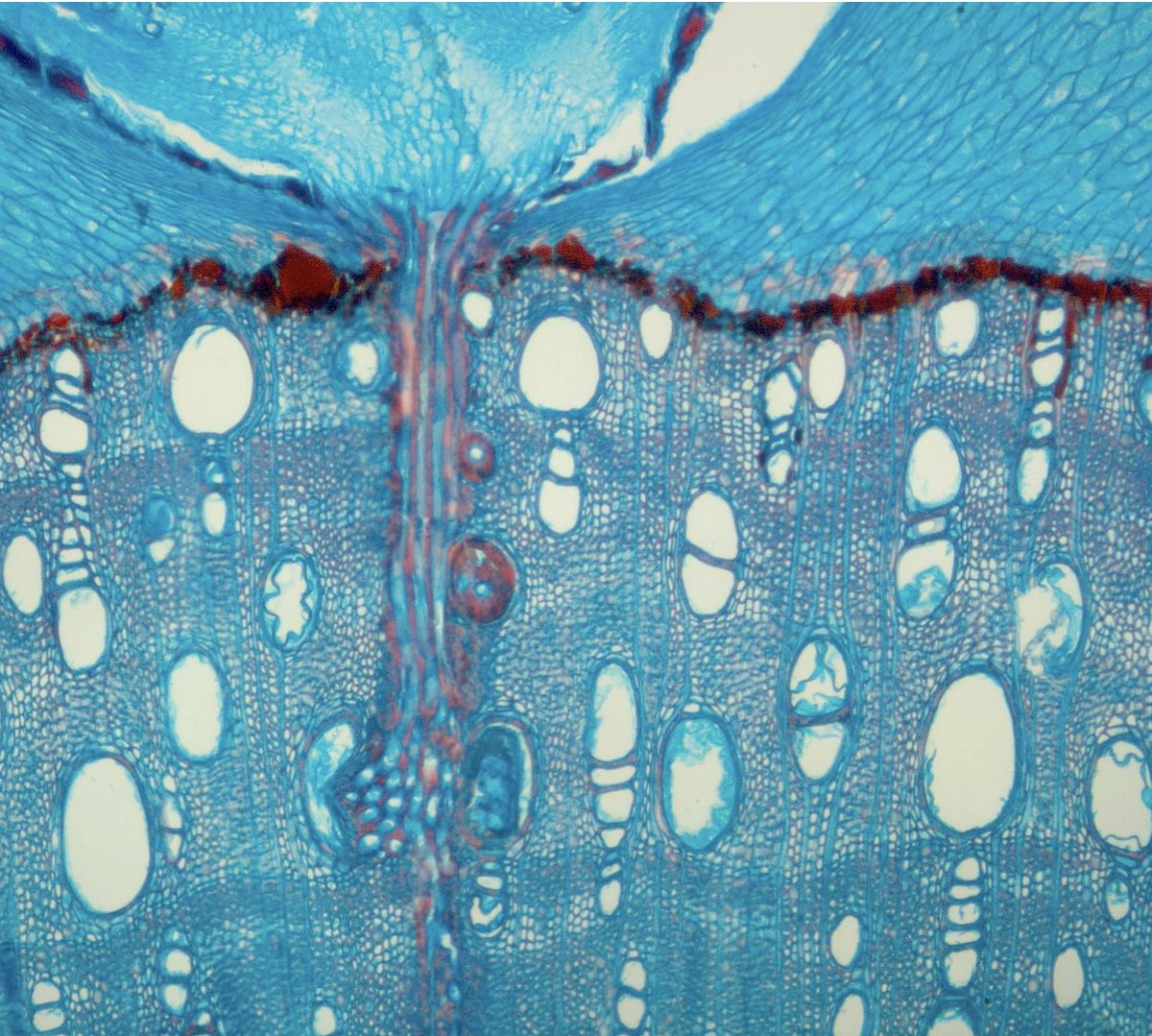 Laminaria Microscope Labeled