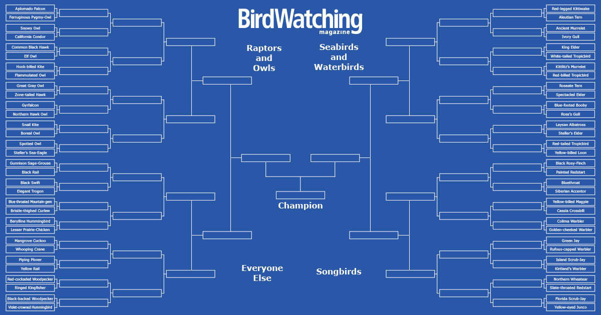 BirdWatchingMagazine on Twitter: "First-round matchups in our 2022 Most Wanted Birds bracket ...