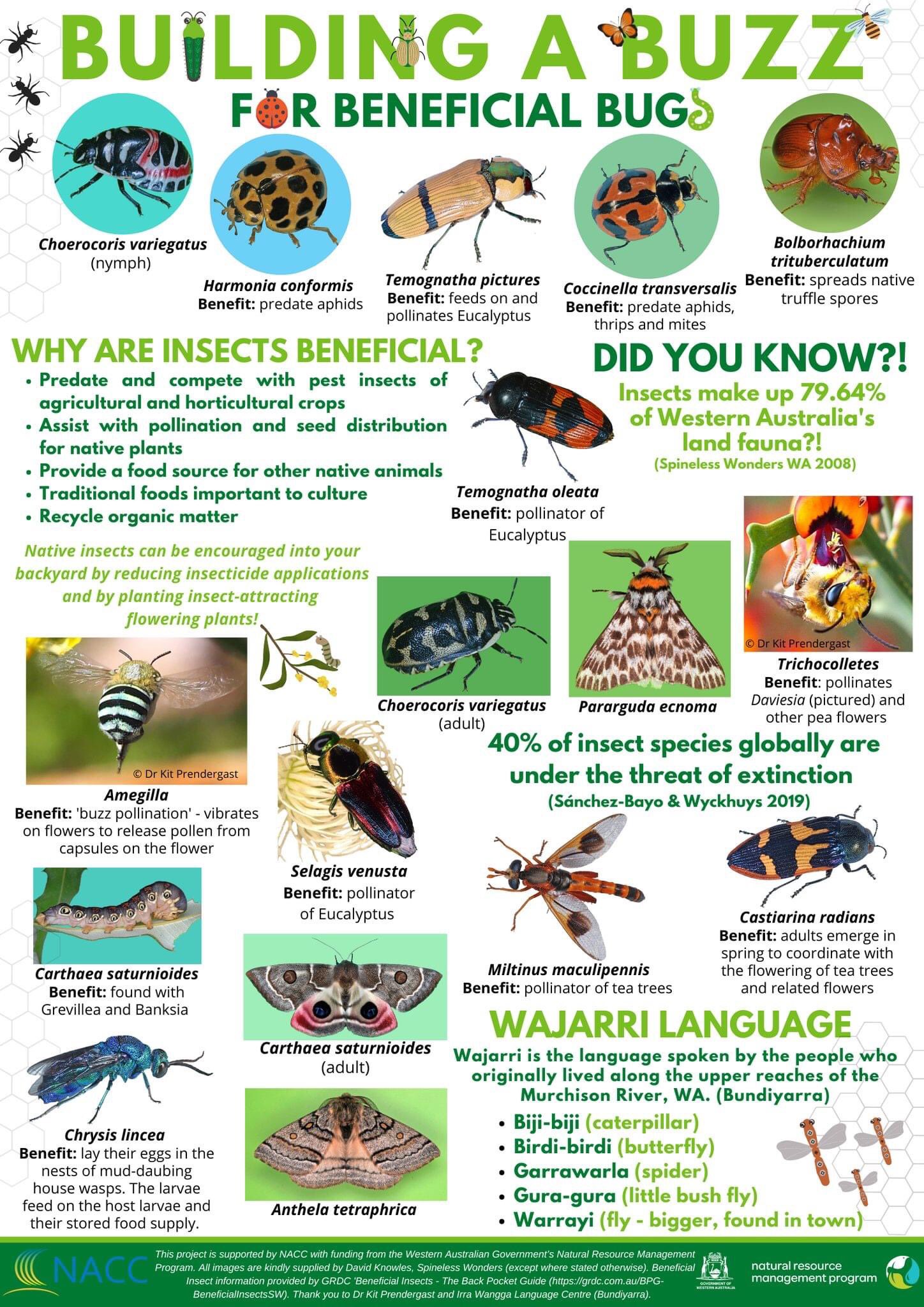 Beneficial Insects Poster