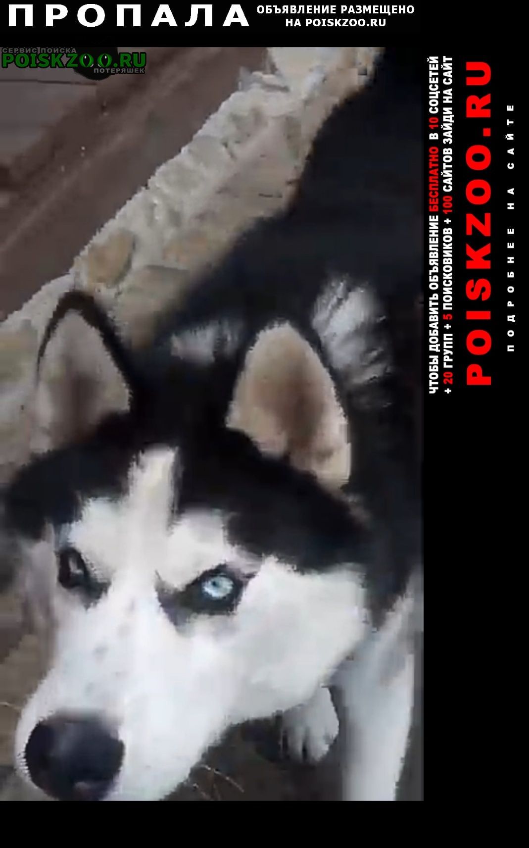 POISKZOO.RU™ on Twitter: "Пропала собака кобель хаска. Тогучин Подробнее по ссылке: https://t.co ...