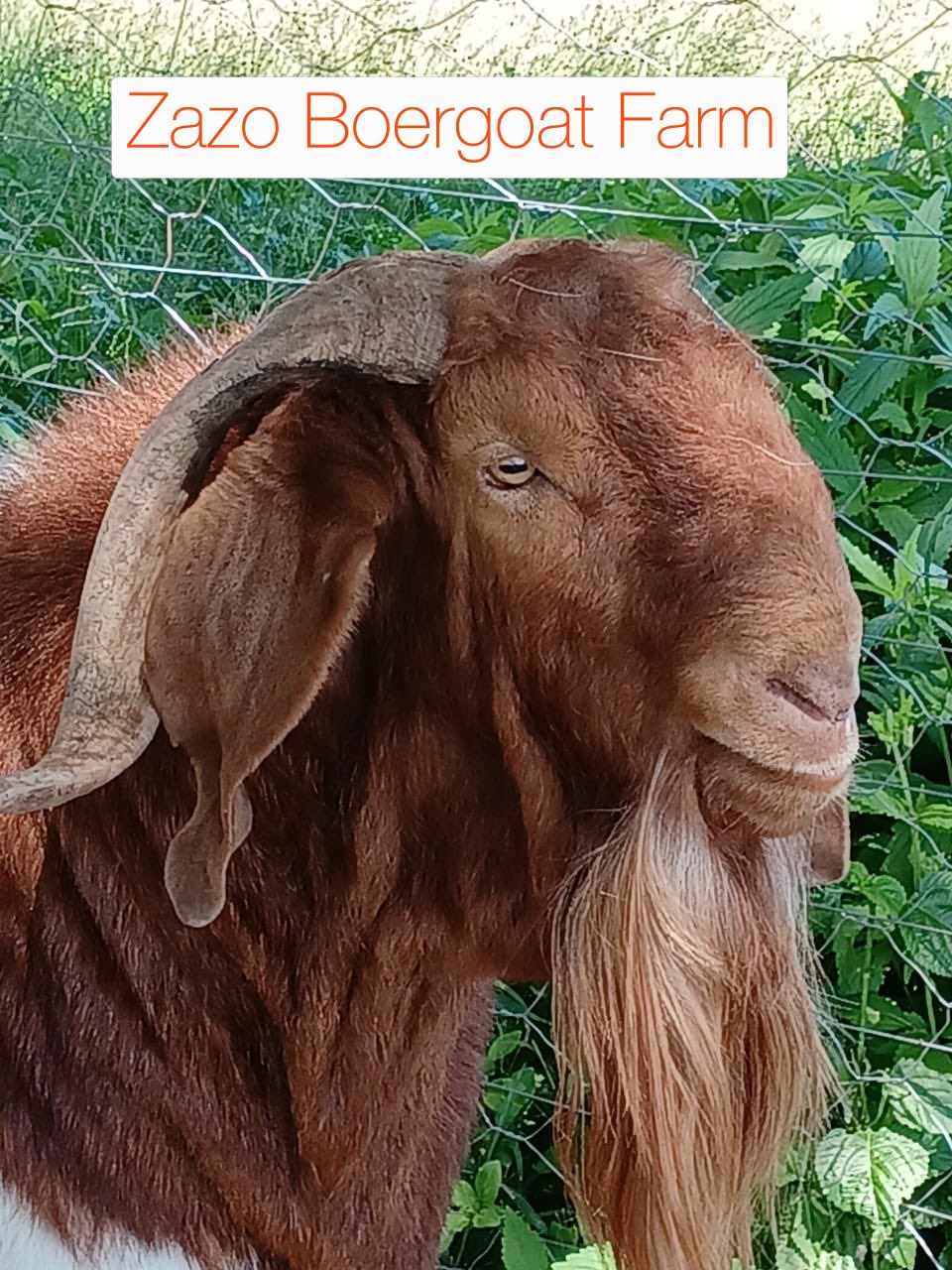 Boer Goat Face