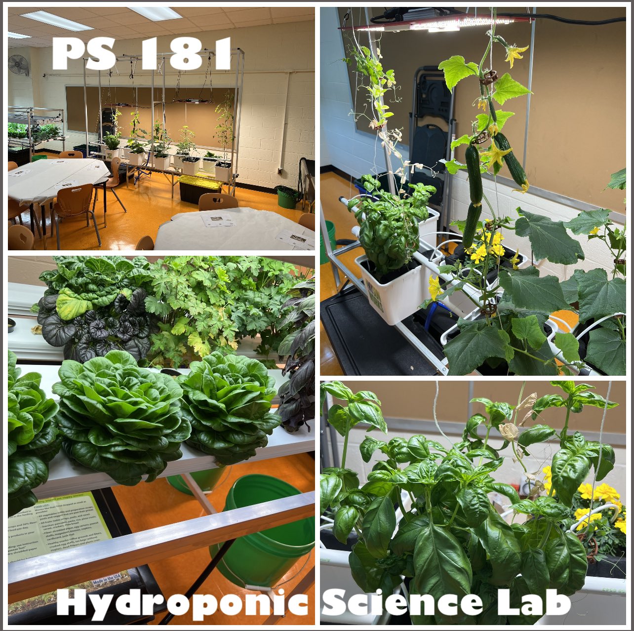 P.S. 181 on Twitter: "PS181 Hydroponic Science Lab. Special thanks to @MickishaM For her support ...