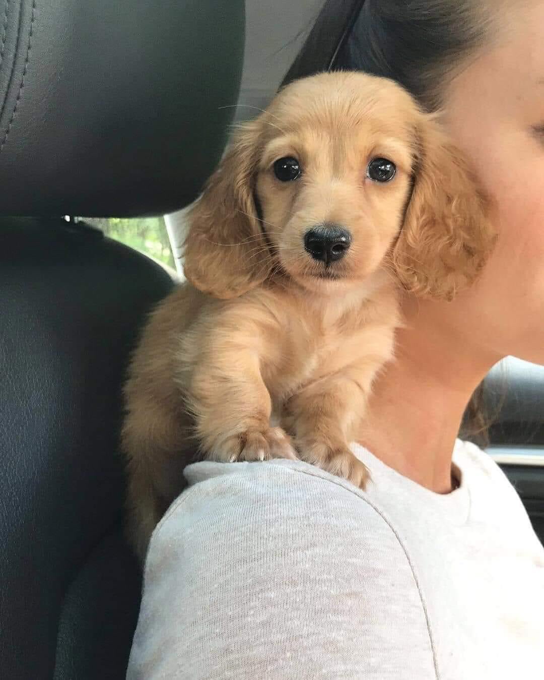 Dogs On Twitter Https T Co Rgm1dyav61 Twitter