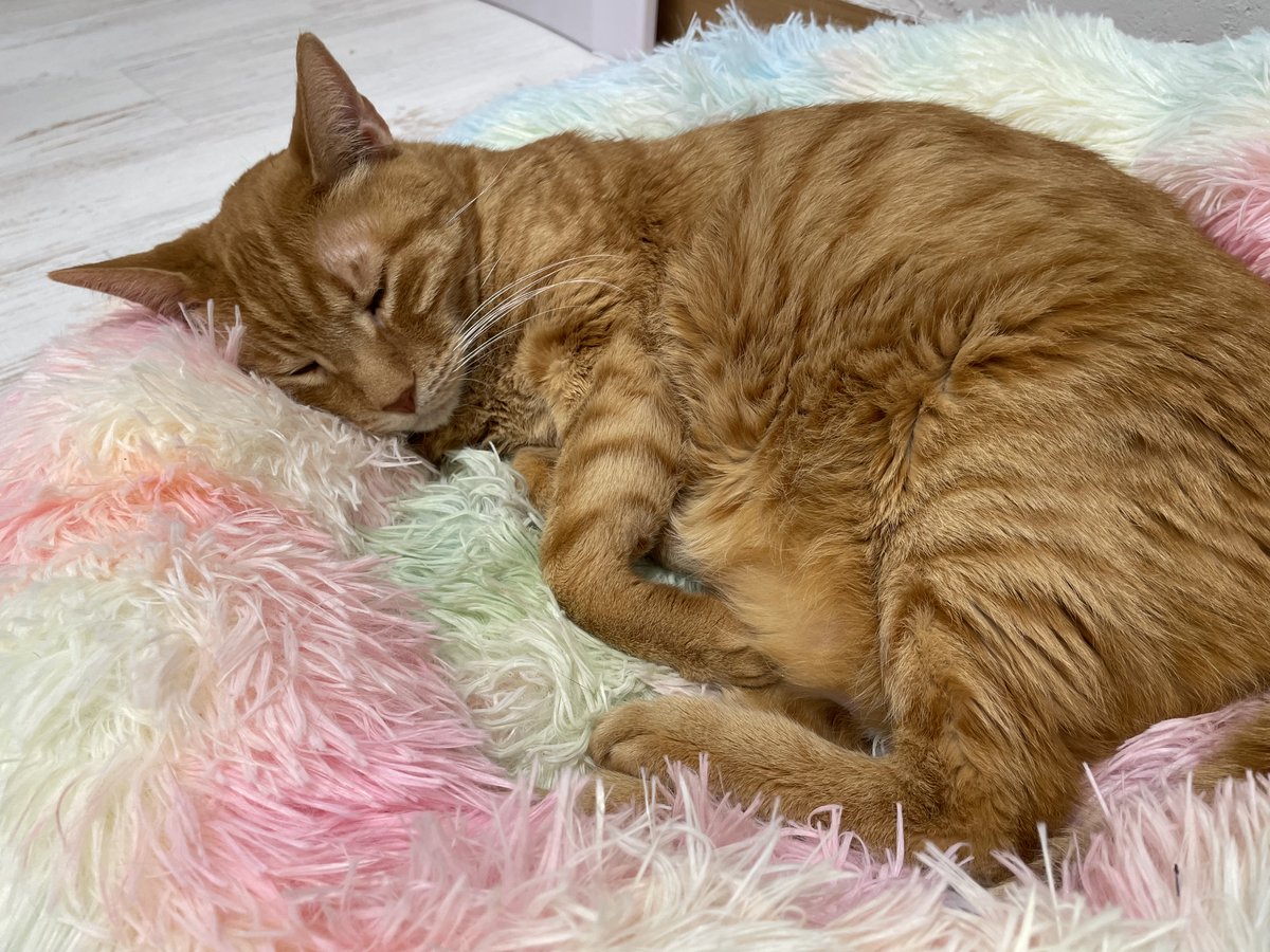 猫のいる職場がうらやまし過ぎる！猫だらけの職場qnoteが話題に - cureco beta