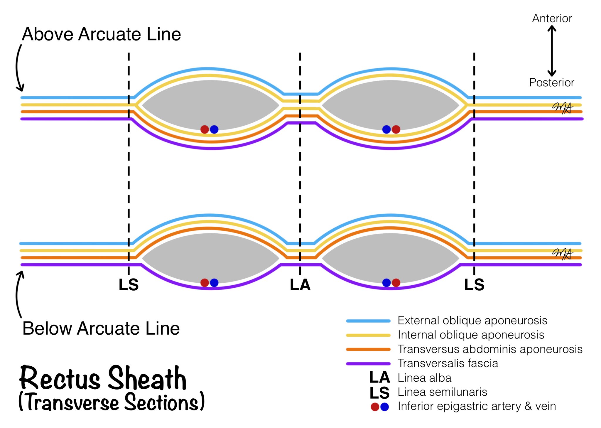 Arcuate Line