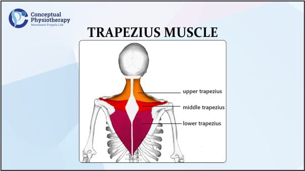 Middle Trapezius Muscle