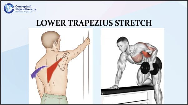 Lower Trapezius Stretches