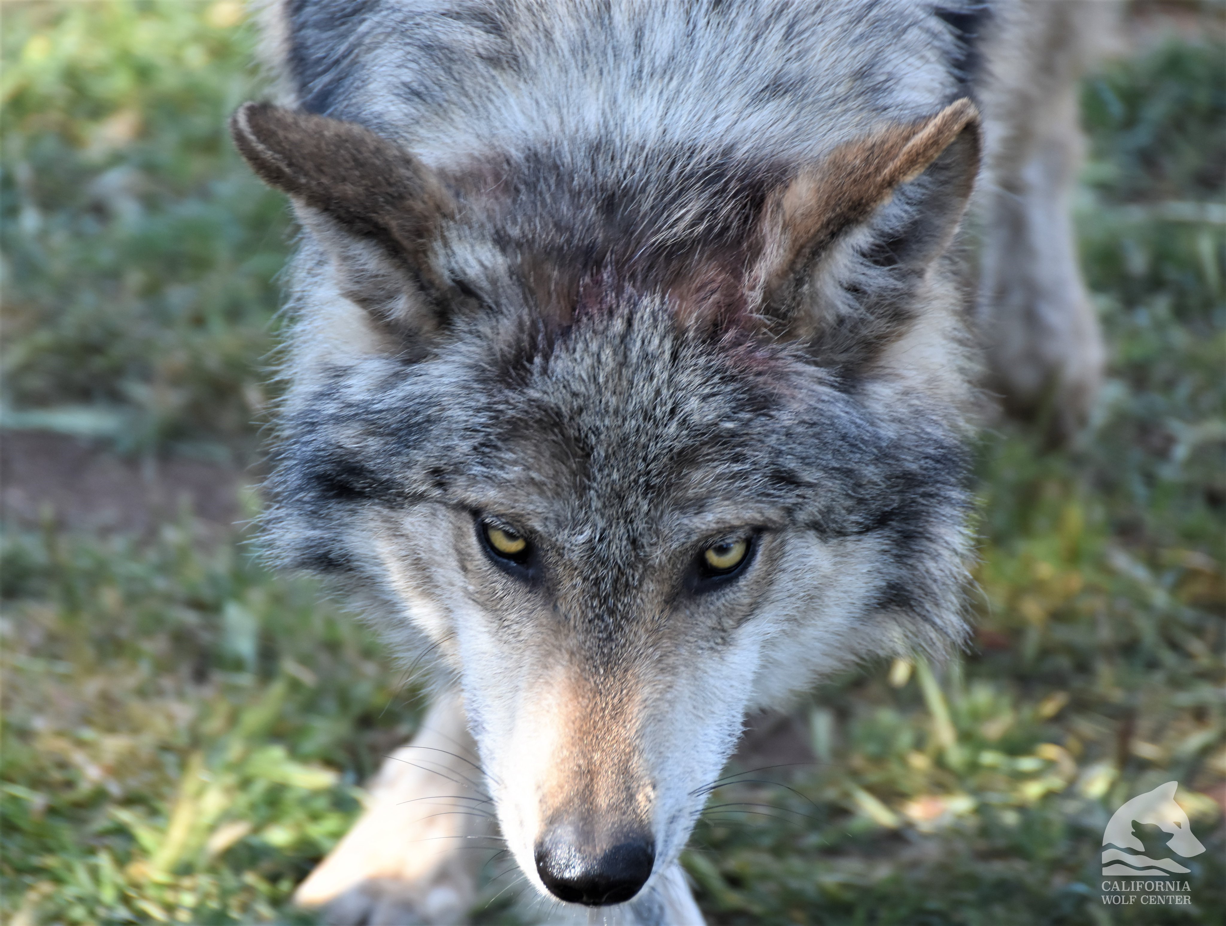 Light Grey Wolf With Blue Eyes