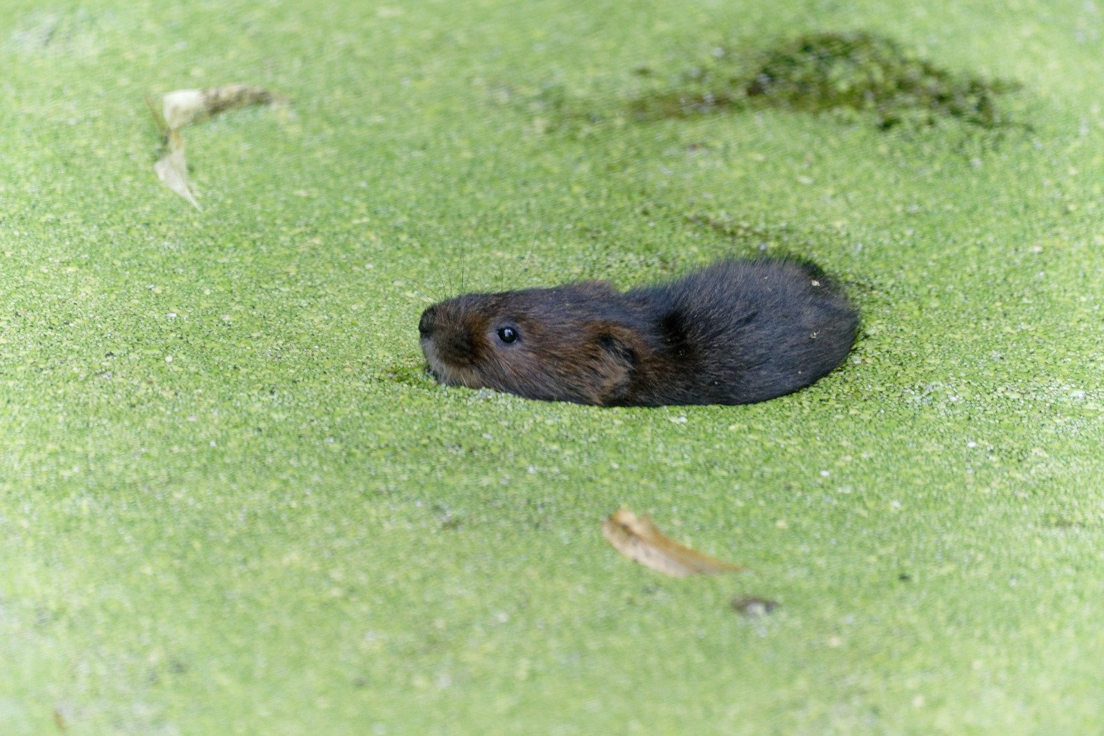 Baby Meadow Vole Sustainability At Warwick On X: "Went Out With A