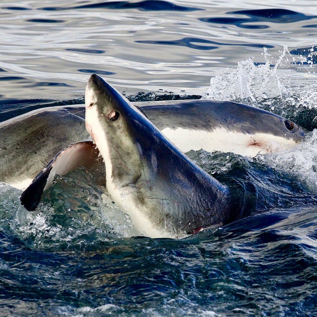 Intraspecific Competition Fish