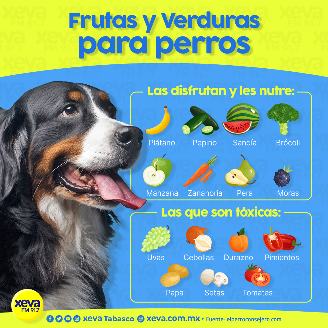 Que Verduras Puede Comer Un Perro