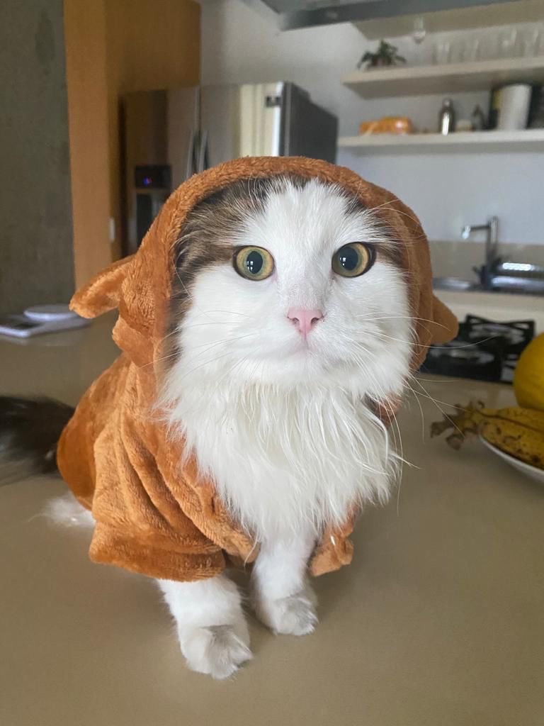 paiN KamiKat (@Kamizeon) / Twitter