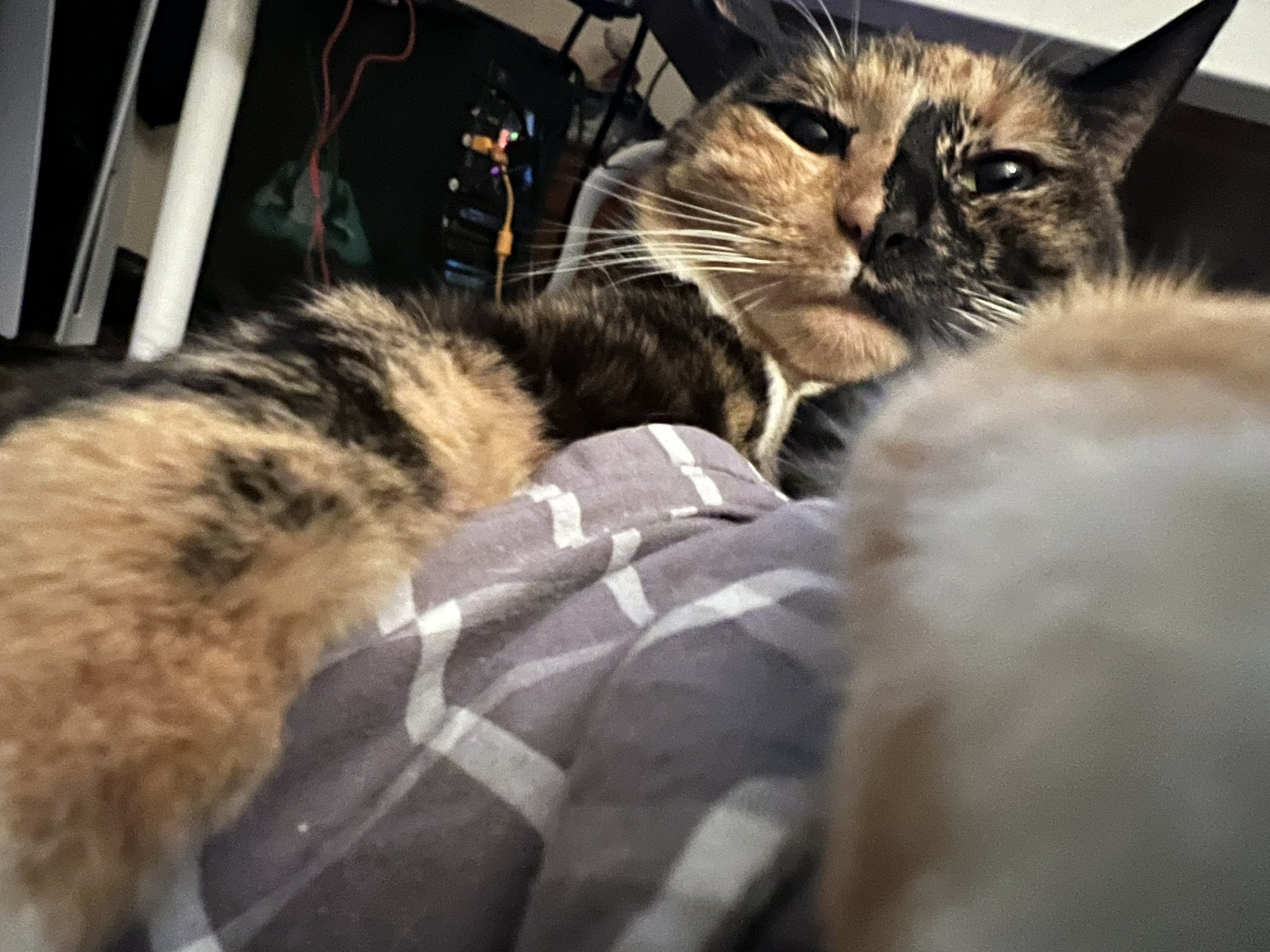 Fahey on Twitter: "@JortsTheCat Jinx says sup https://t.co/cwBNK162BQ" / Twitter