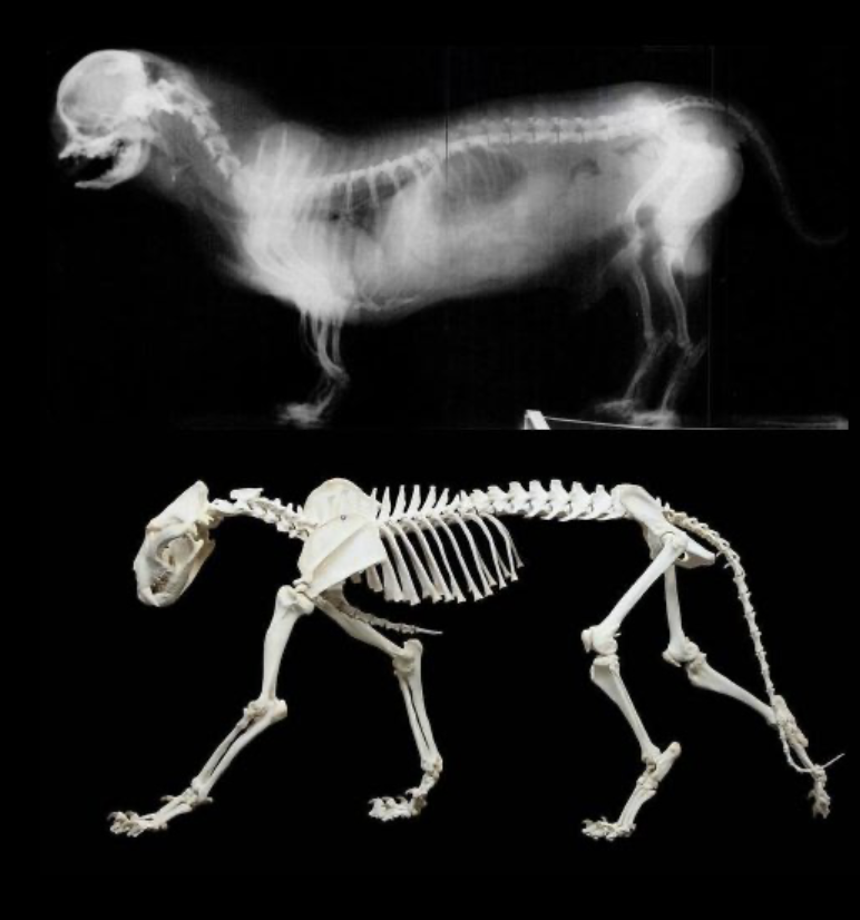 Jemima Harrison on Twitter: ""The body is shaped almost like a lion..." Top: Champion Peke ...