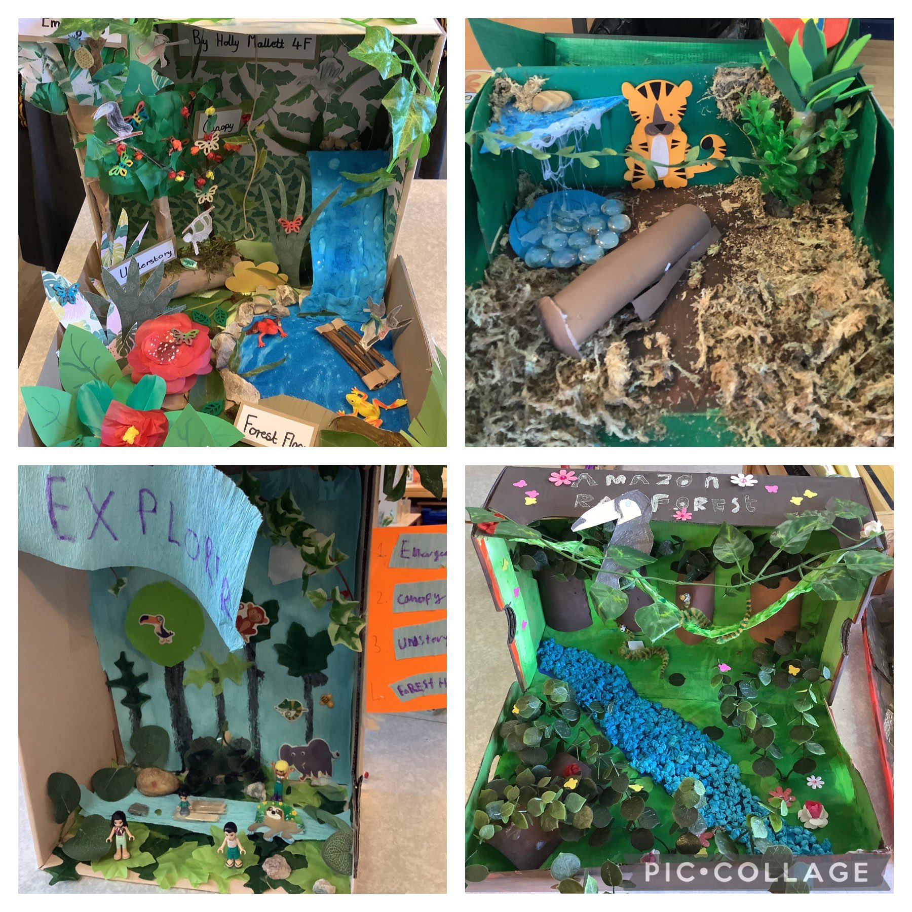 Rainforest Habitat Project