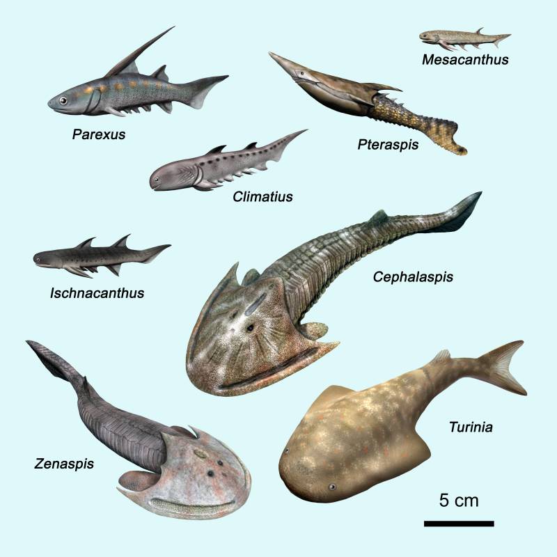 Cartilaginous Fish Devonian