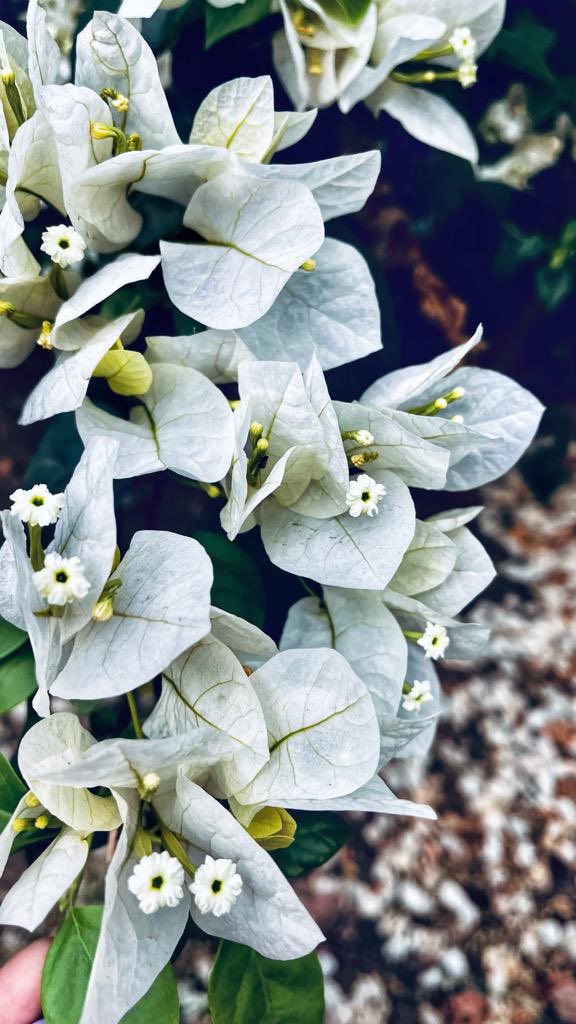 Devashree Damankar (@devashreee_27) | Twitter