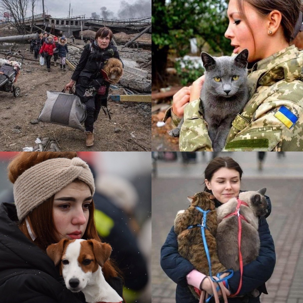 dominic dyer on Twitter : r/dogsofukraine dominic dyer on Twitter : r/dogsofukraine