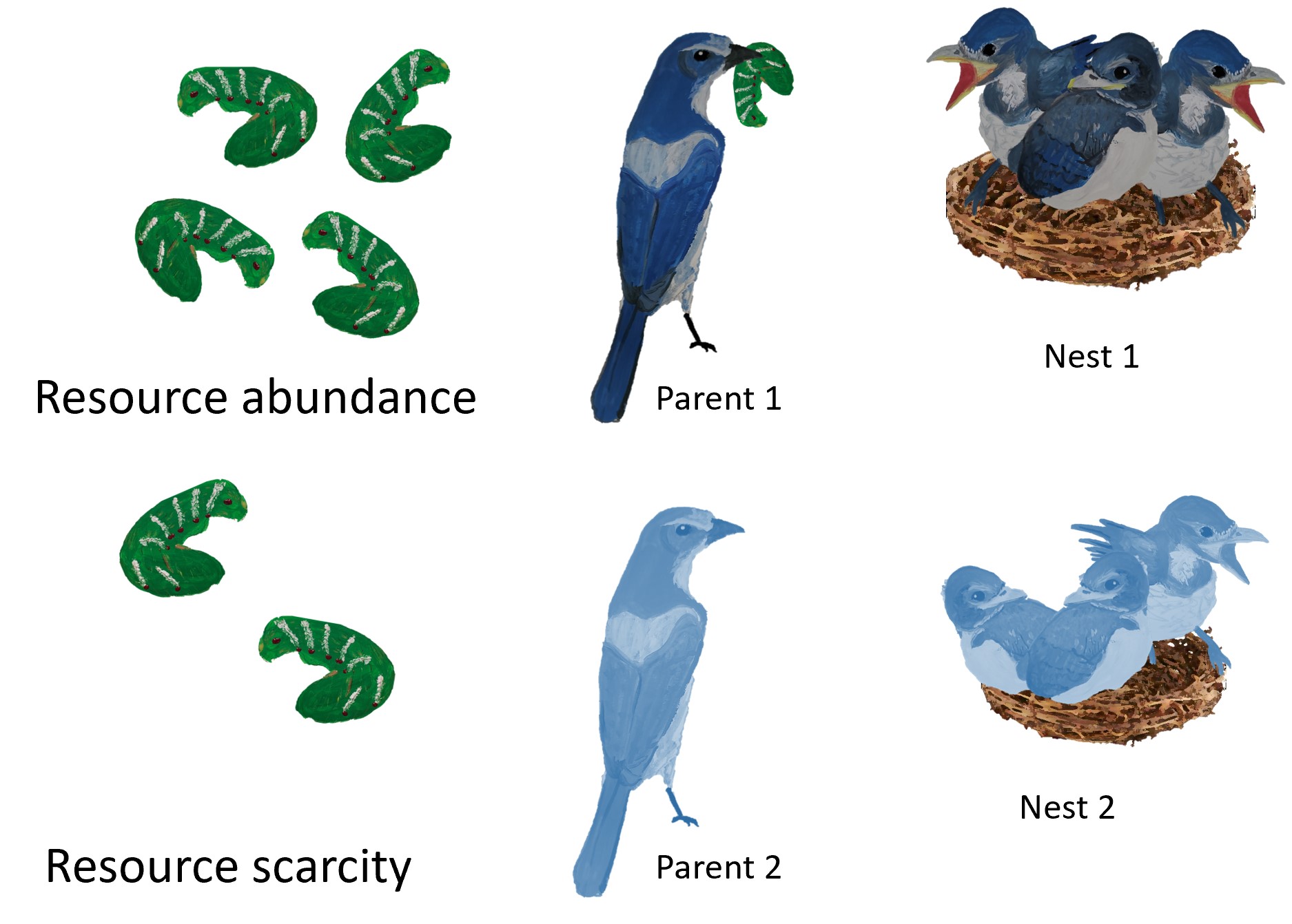Blue Jay Life Cycle The Blue Jays (Cyanocitta Cristata) Information