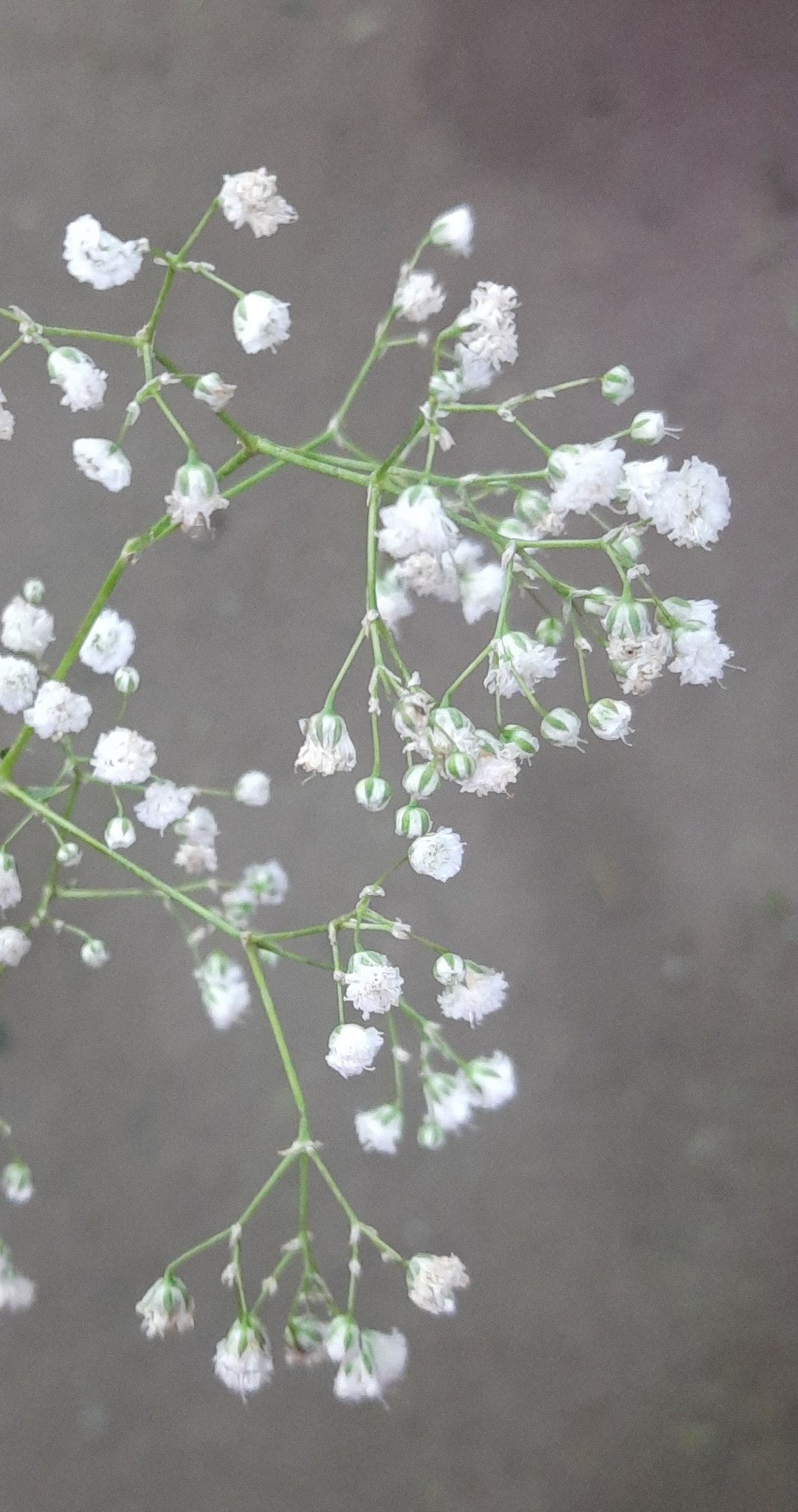 White Gypsum Flower Gypsum Flower Saudi Arabia