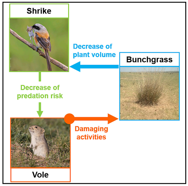 Temperate Grassland Food Web