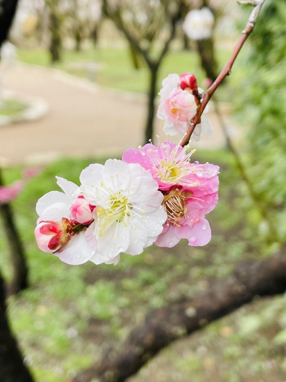 やまね洞 📚💫🐾💦💦🐾💫📚 on Twitter: "RT @kitano_bunka: ただ今「思いのまま」が見頃を迎えております☺️ 一枝の中で紅、白と思いのままに花を咲かせる珍しい品種 ...