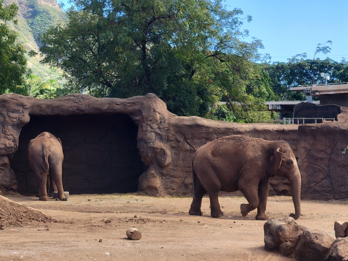 Honolulu Zoo Elephants