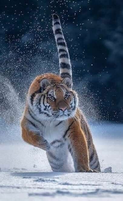 Vida Animal @mundo_animall2