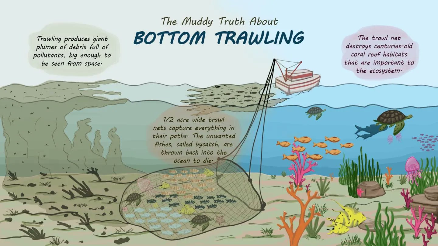 Bottom Trawling Bycatch