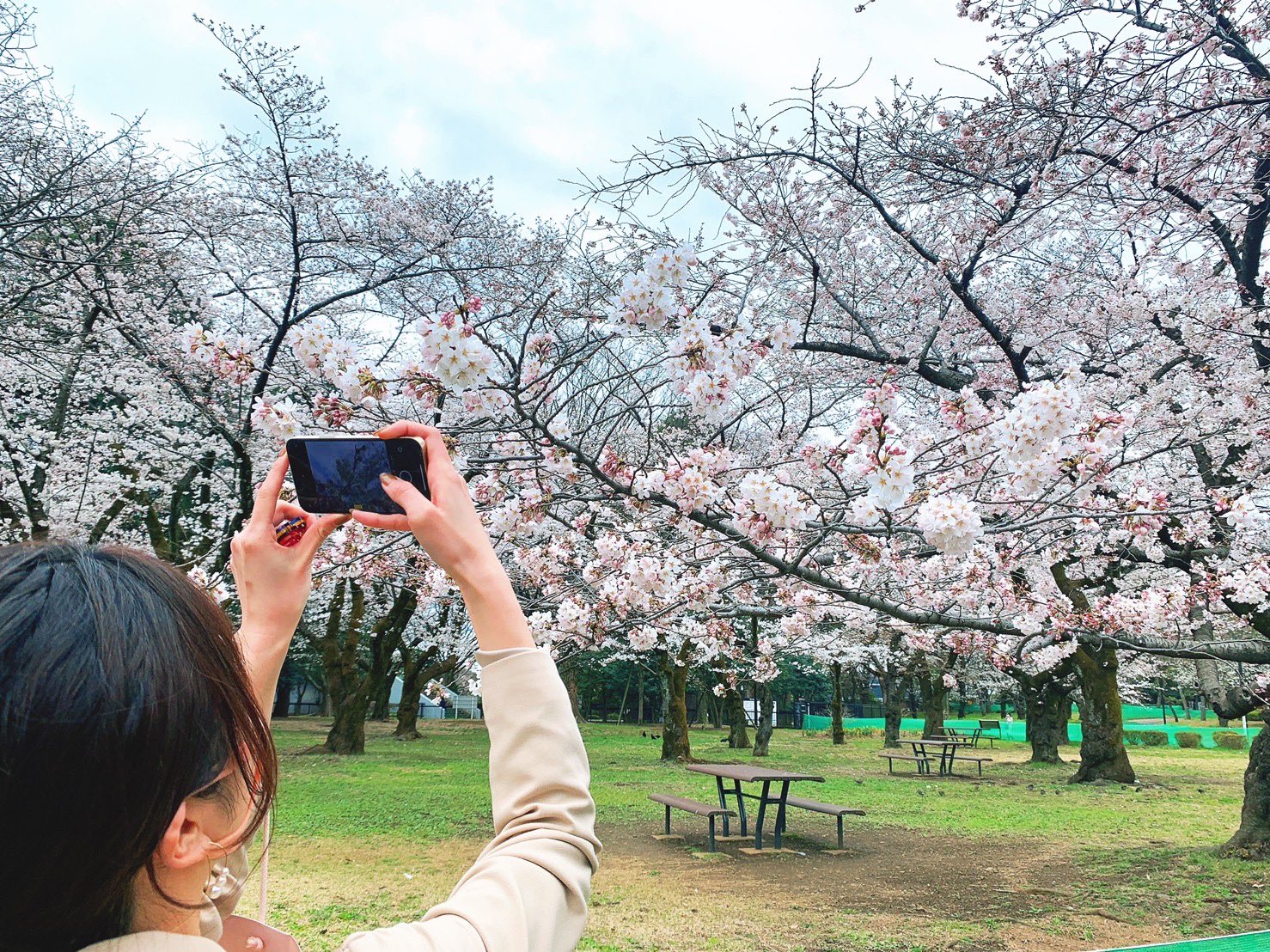 ReviCo【公式】 on Twitter: "おはレビ☁️ 桜を撮るレビたん🌸 📸 レビバウアー姿撮って欲しい！！とお願いしたのに(←)レビバウアー1回もしてないという痛恨のミス ...