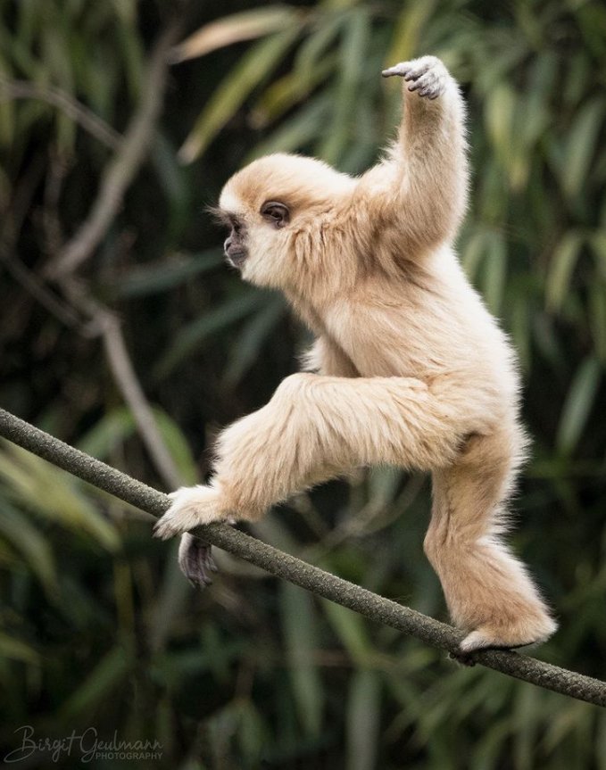 Gibbon Walking