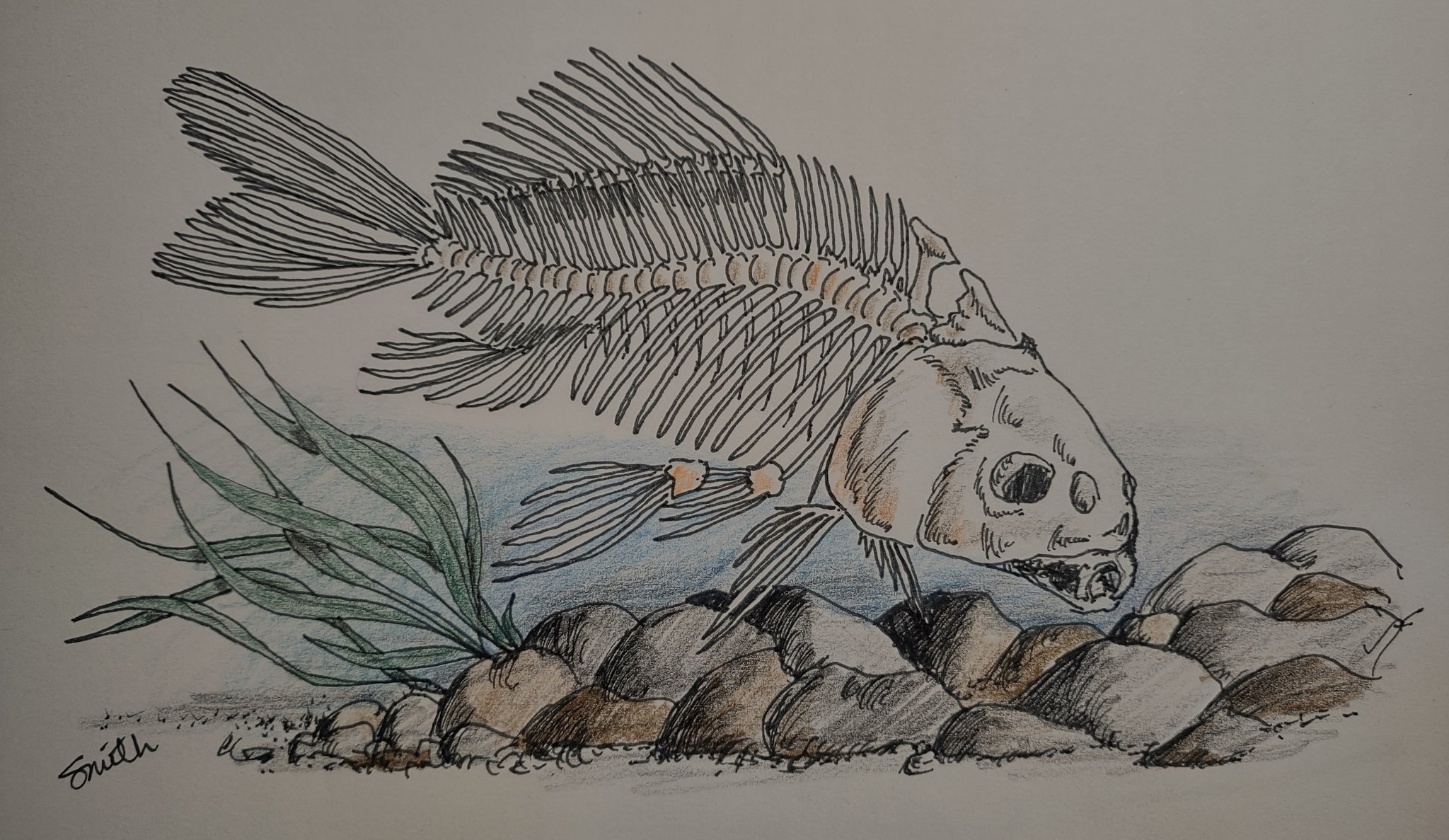 Redfish Skeleton Drawing