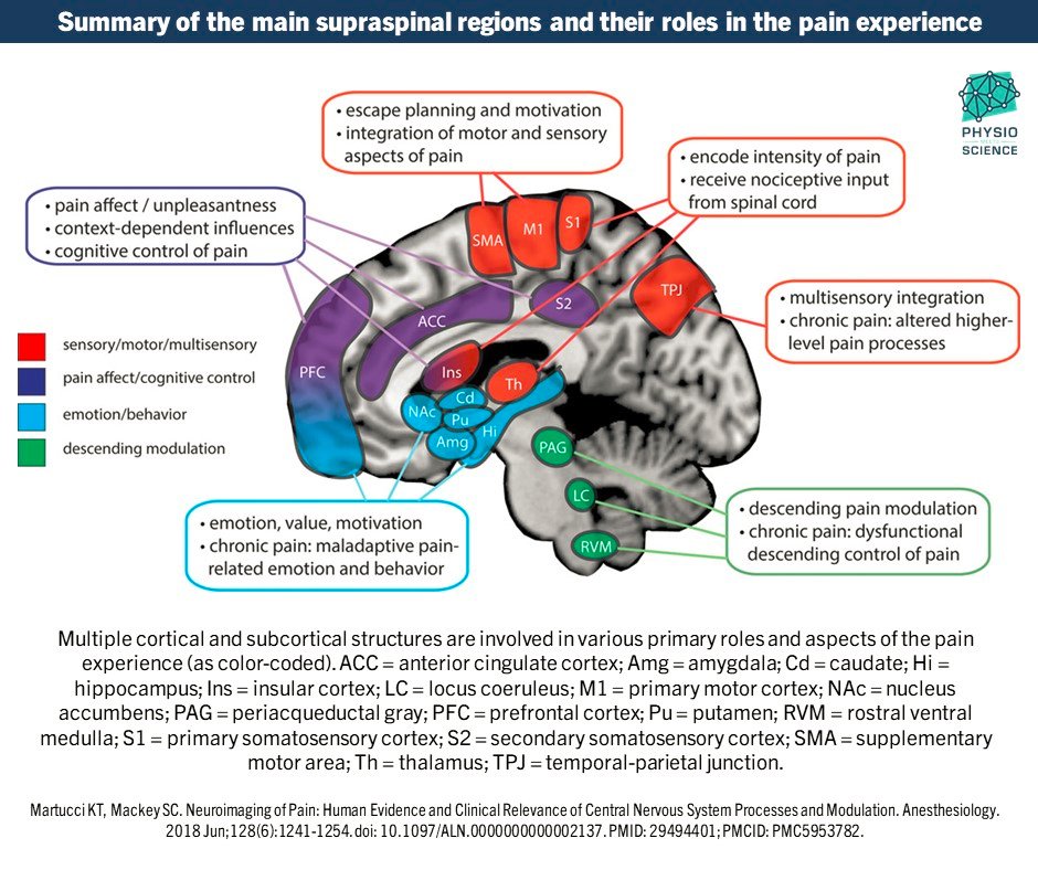 Physio Meets Science on Twitter: "Summary of the main supraspinal regions and their roles in ...