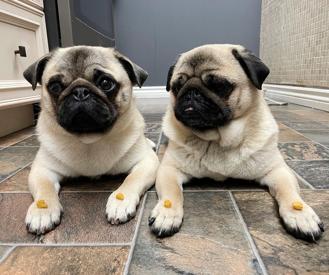 Two Pugs In Love