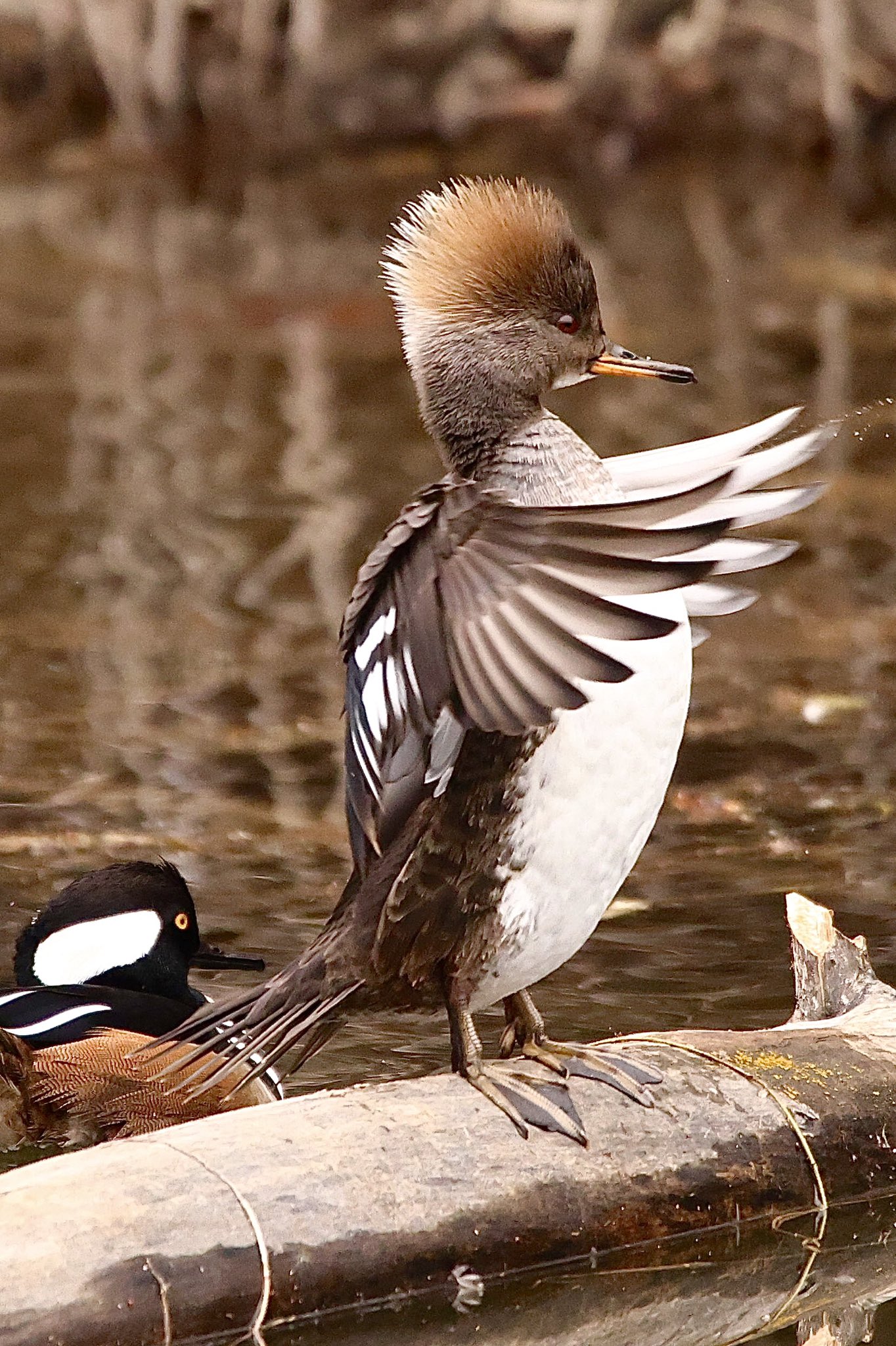 Hen Hooded Merganser