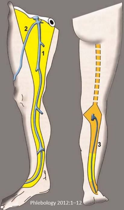 Great Saphenous Vein