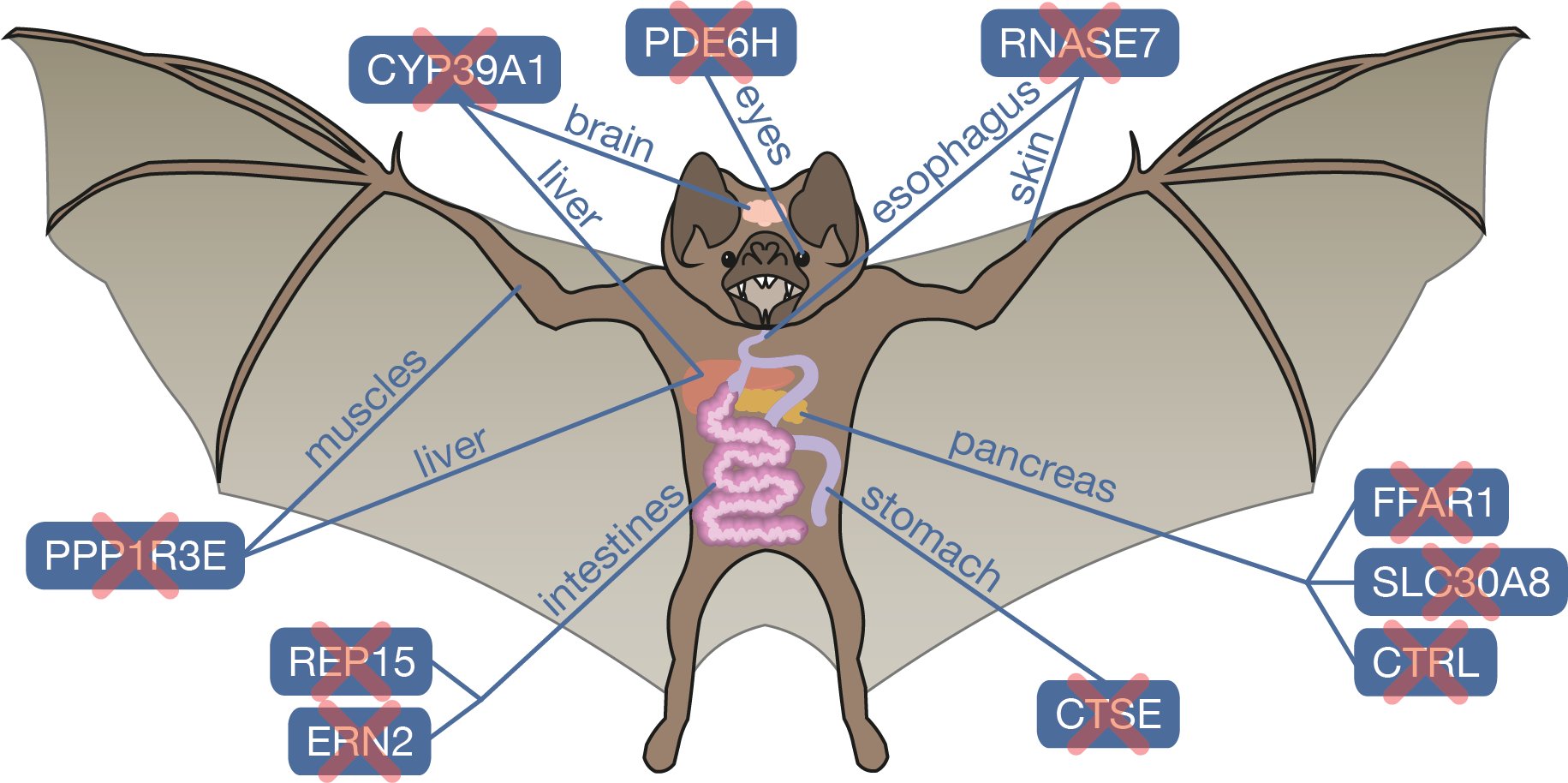Bat Muscle Diagram