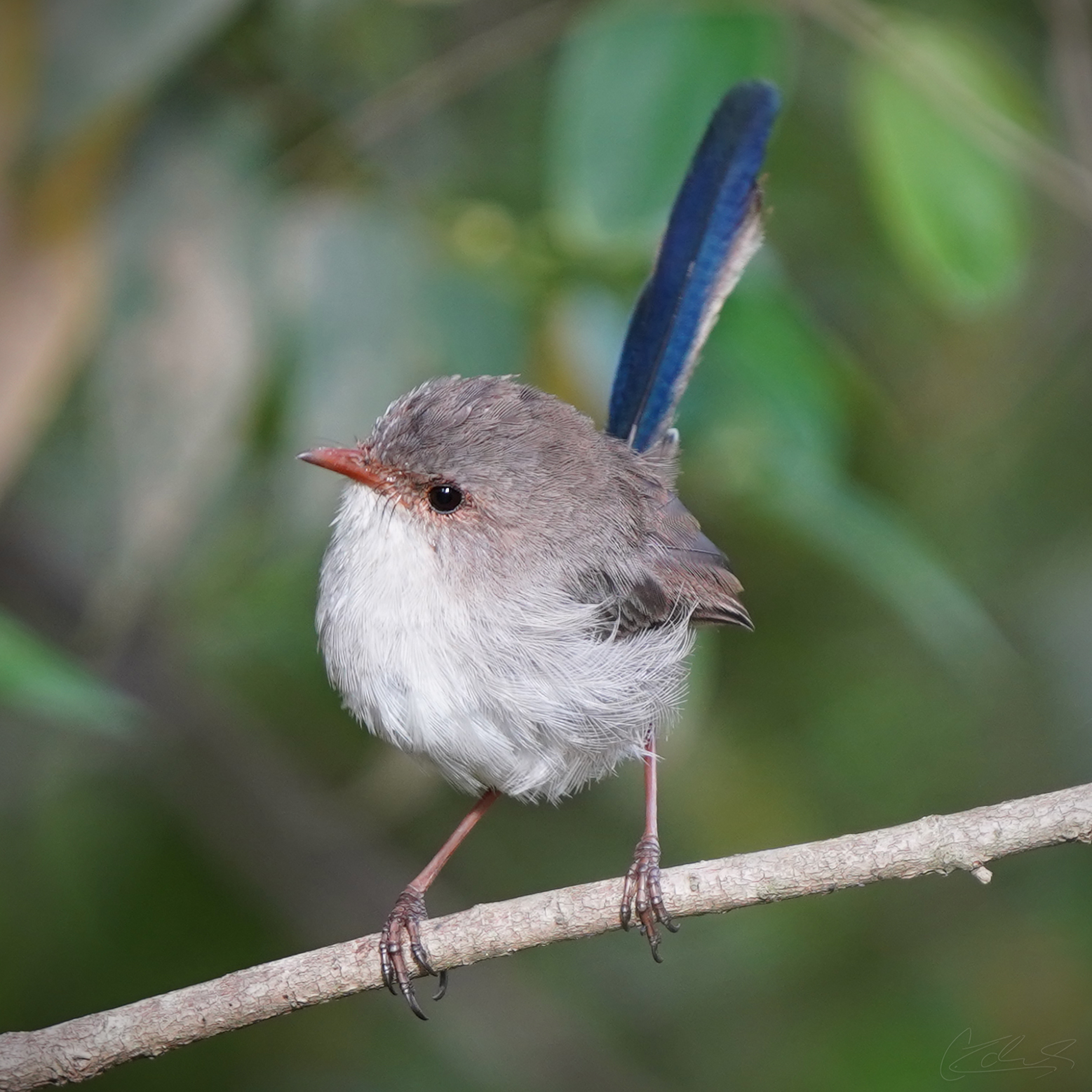 Splendid Fairy Wren Female